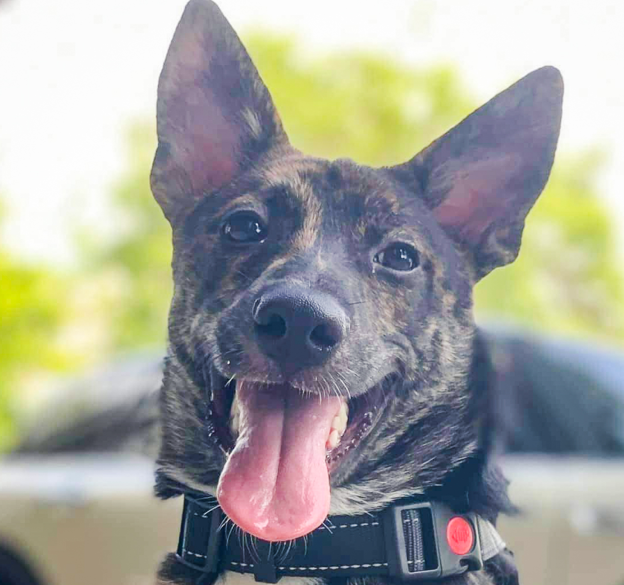 Tata - Love second chances