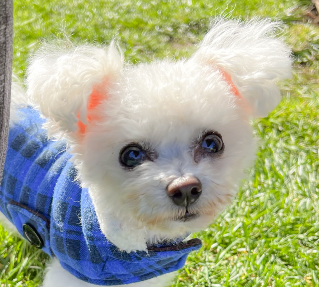 Taz - Love second chances