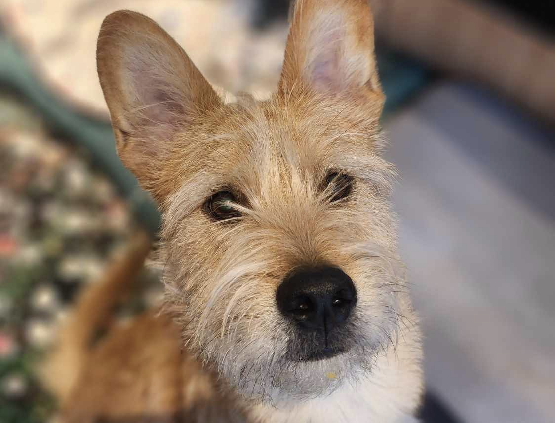 Pote - Love second chances