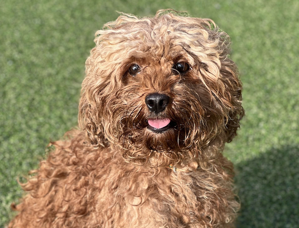 Kari - Love second chances