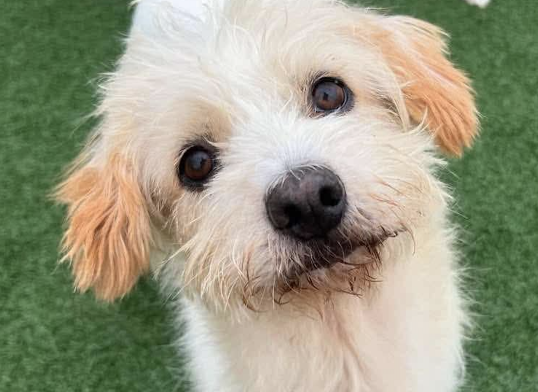 Basil - Love second chances